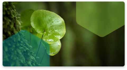 Regional Program | Treefrog Accelerator